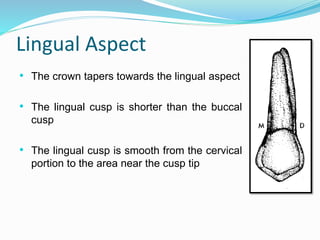 Permanent Maxillary 1st premolar | PPTX
