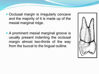 Maxillary 1st Premolar