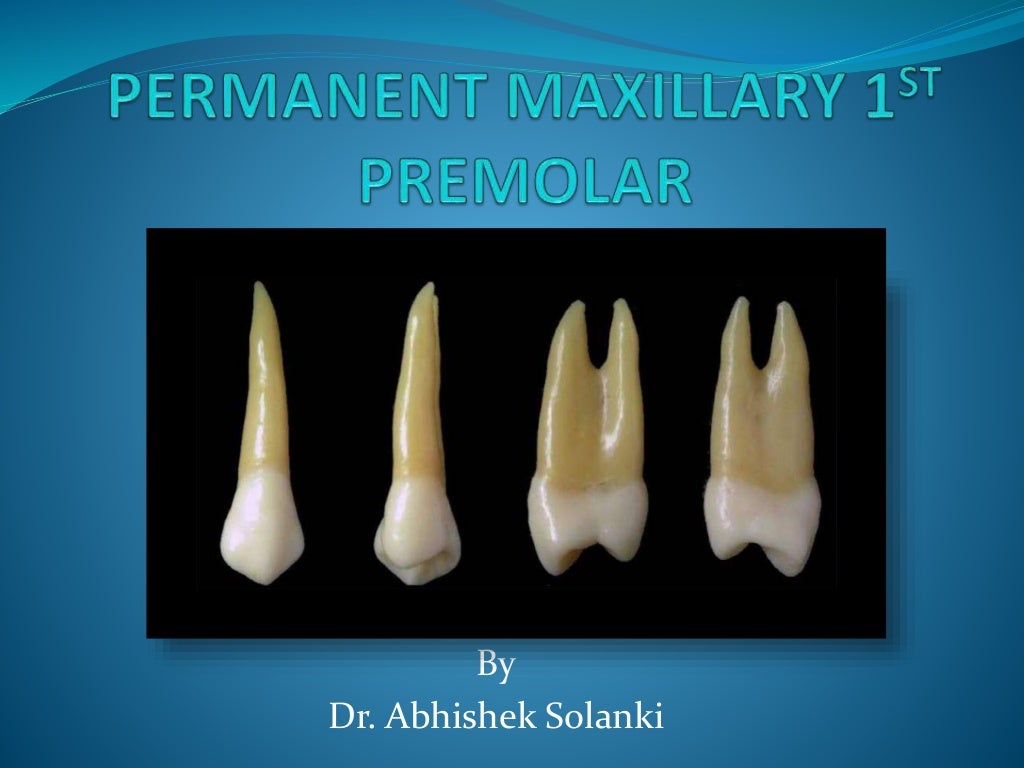 The Permanent Maxillary And Mandibular Premolar Teeth
