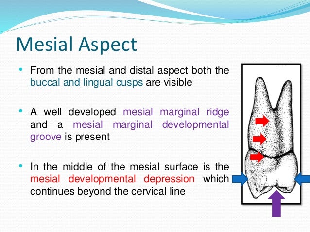 Permanent Maxillary 1st premolar