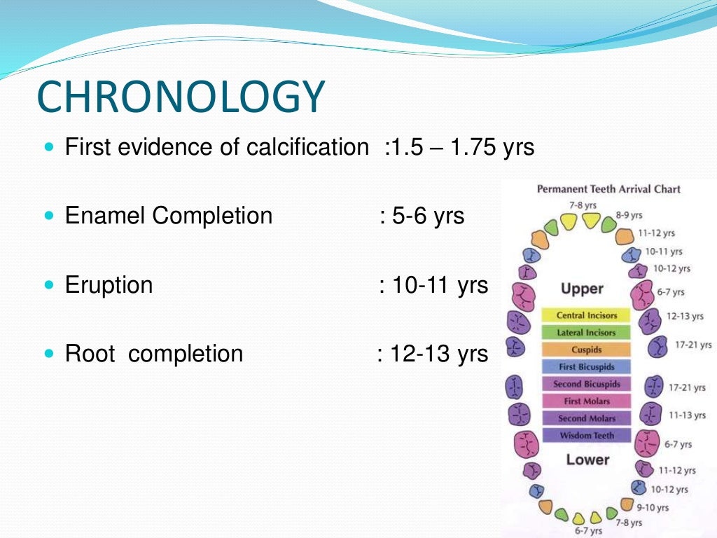 Permanent Maxillary 1st premolar