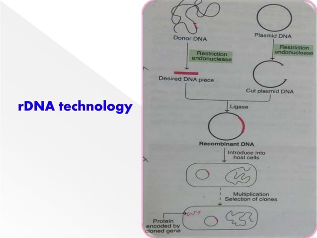 RECOMBINANT DNA TECHNOLOGY | PPTX
