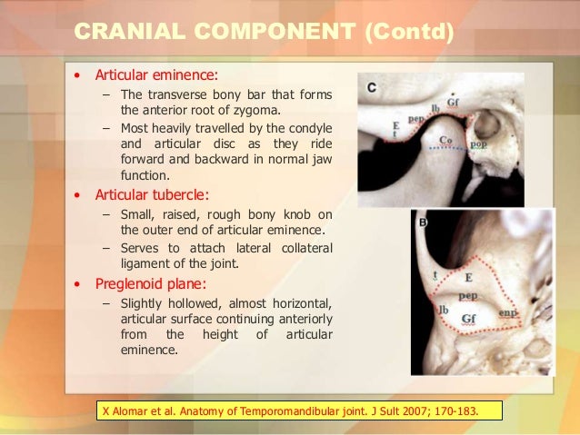 Temporomandibular Joint