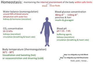 6.6 homeostasis and hormones | PPTX