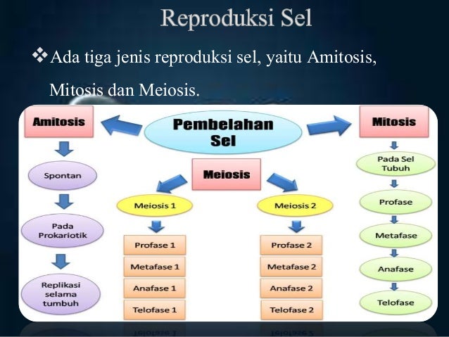 BIOLOGI SEL – Berbagi Pengalaman