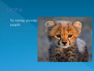 ΤΣΙΤΑΧ | PPTX