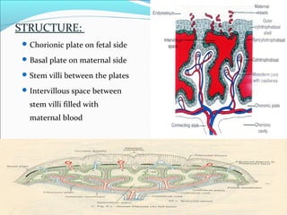 Chorionic Plate