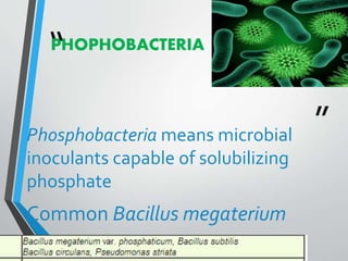 6.Biofertilizers phospobacteria | PPTX