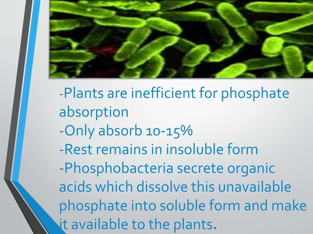 6.Biofertilizers phospobacteria | PPTX | Agriculture | Industries
