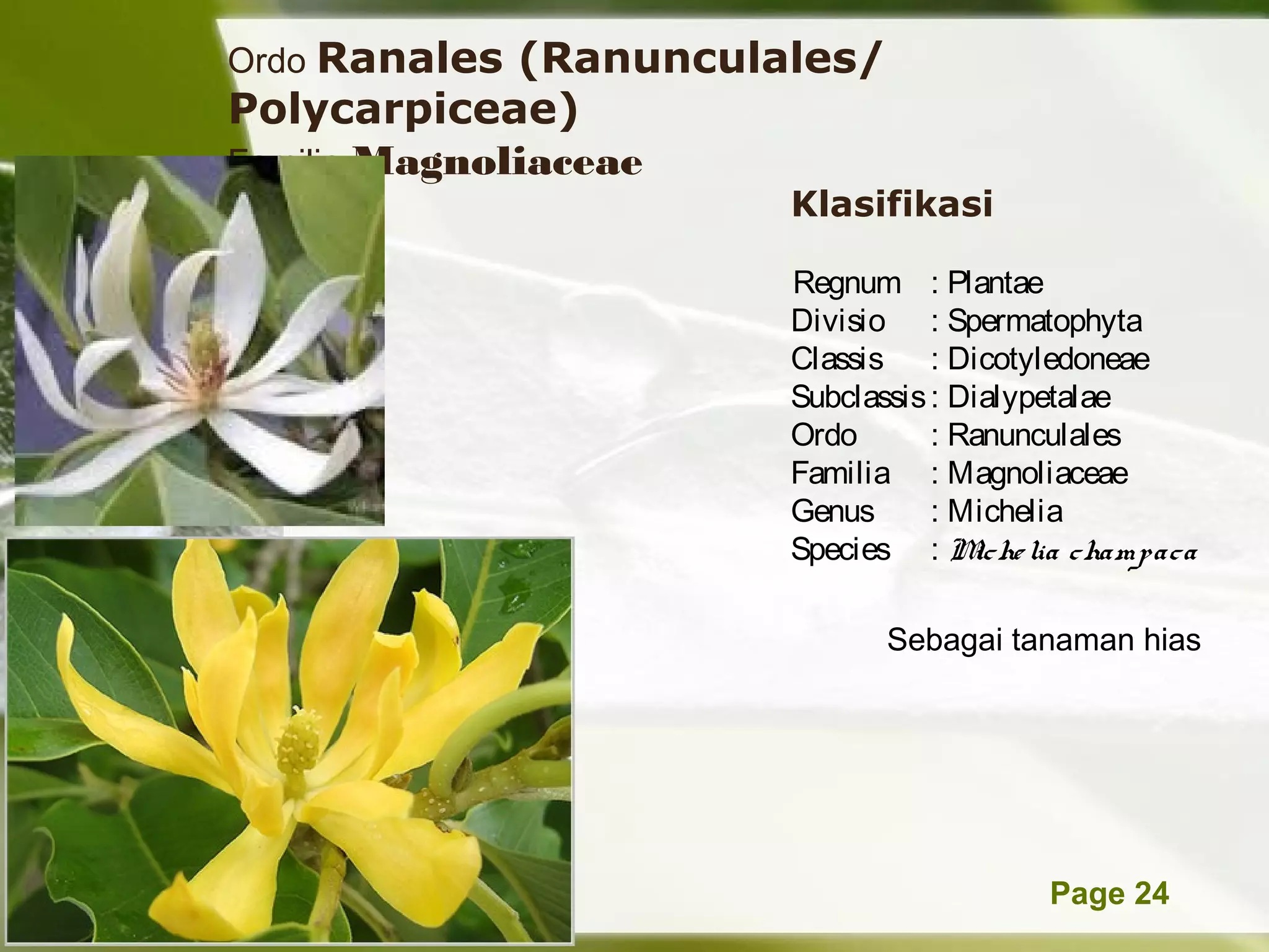 Subclass Dialypetalae | PPT