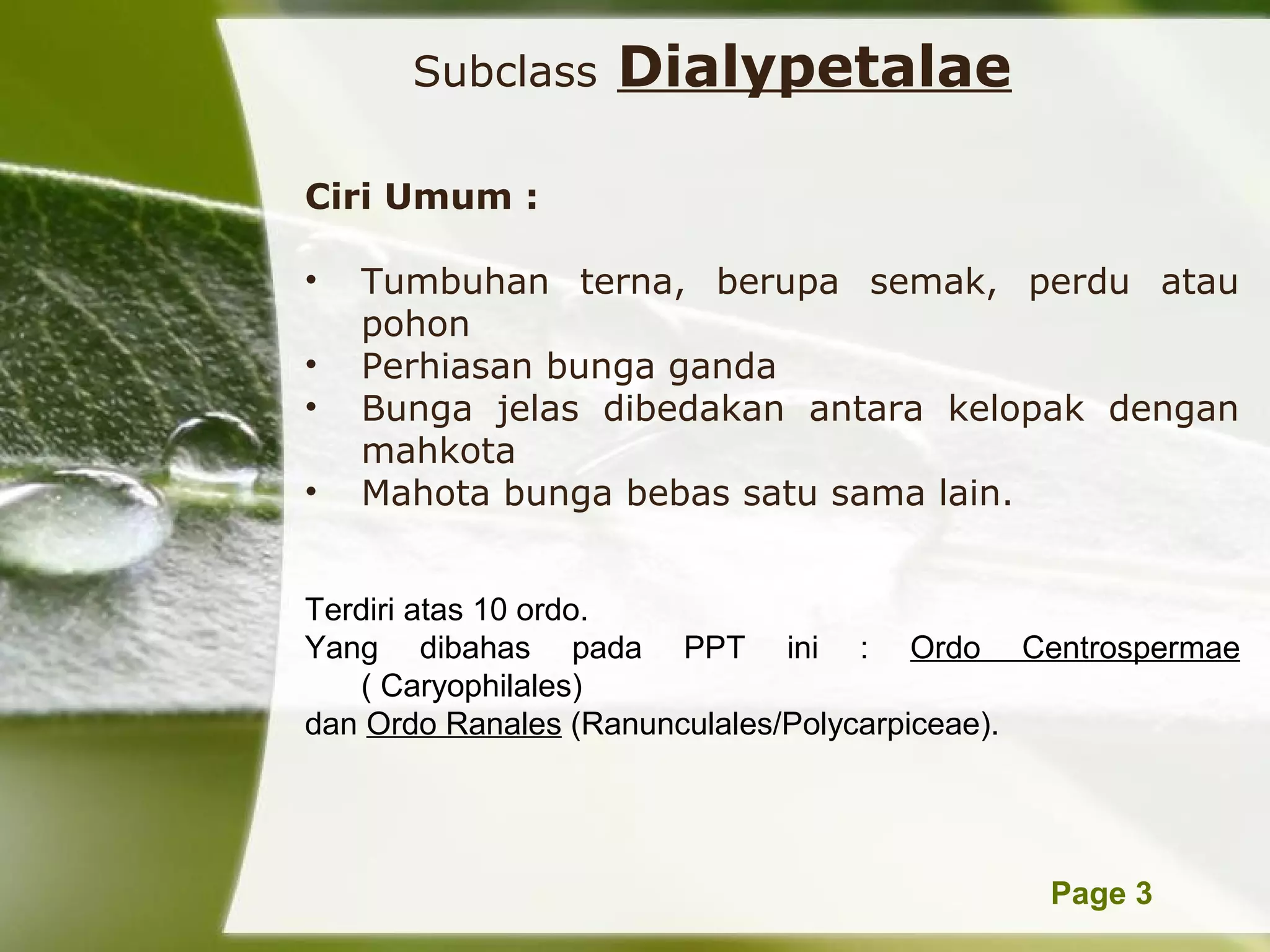 Subclass Dialypetalae | PPT
