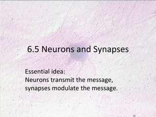 6.5 Neurons and synapses | PPT