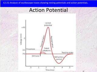 6.5 Neurons and synapses | PPTX