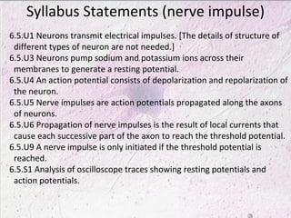 6.5 Neurons and synapses | PPT