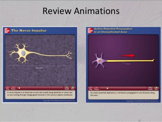 6.5 Neurons and synapses