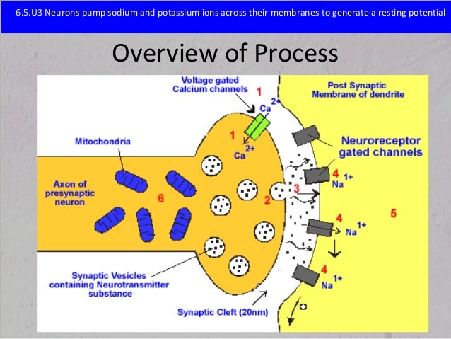 6.5 Neurons and synapses