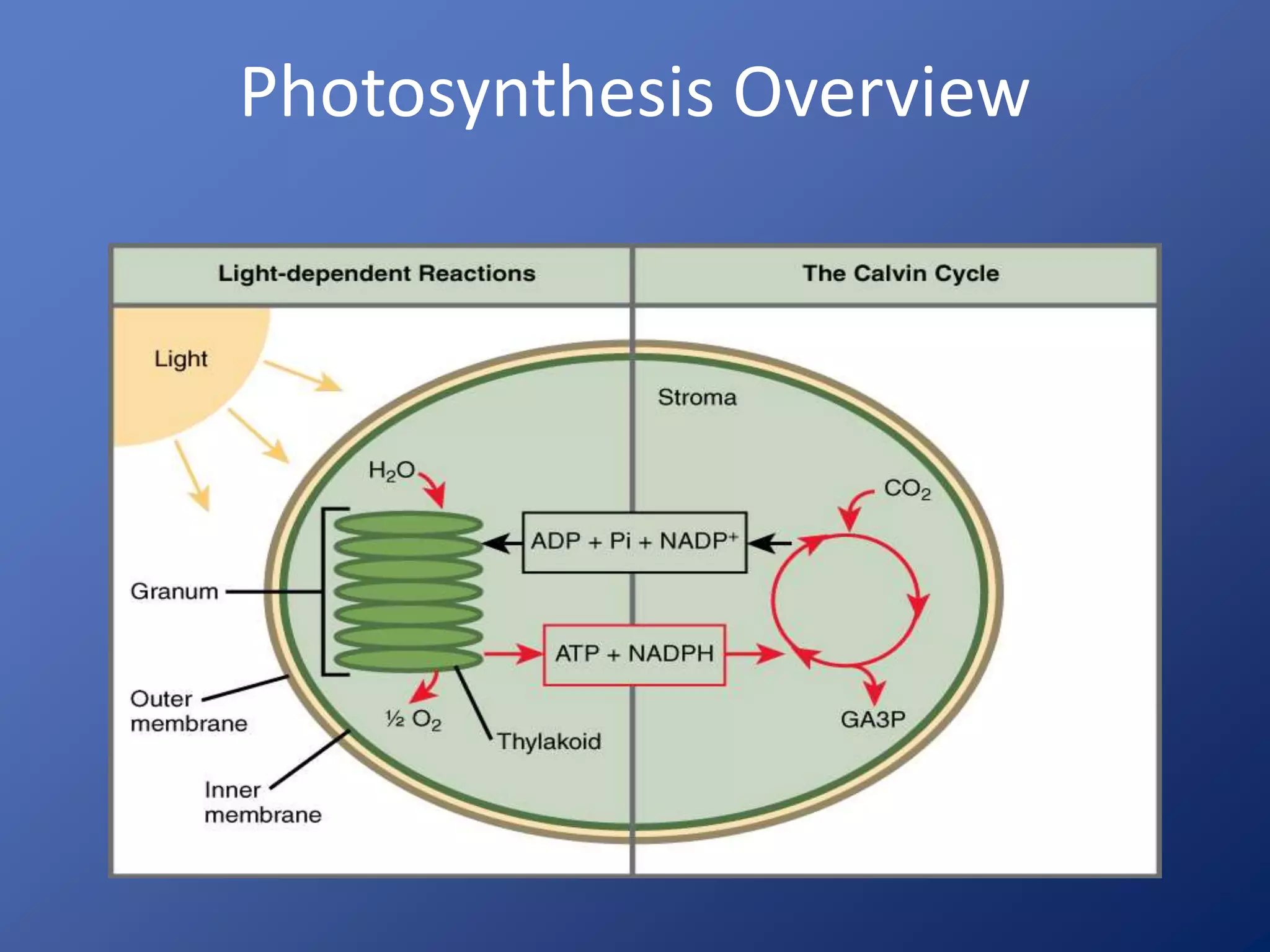 Biology Lecture - Photosynthesis | PPTX