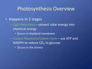 Biology Lecture - Photosynthesis | PPTX