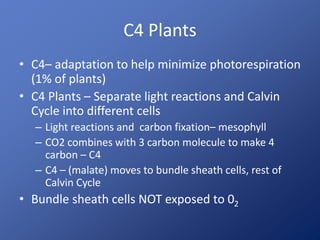 Biology Lecture - Photosynthesis | PPTX