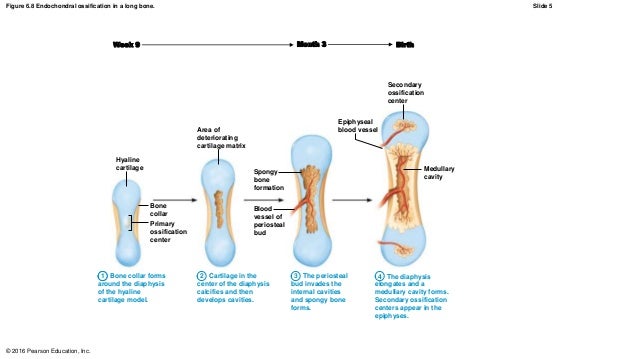 Endochondral Ossification Diagram