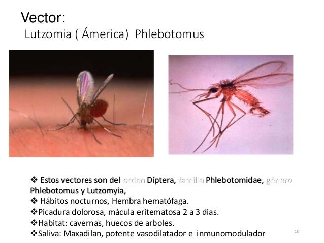 6. leishmaniasis (1)