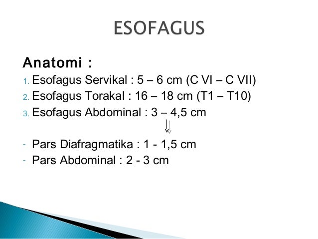 6. esofagus