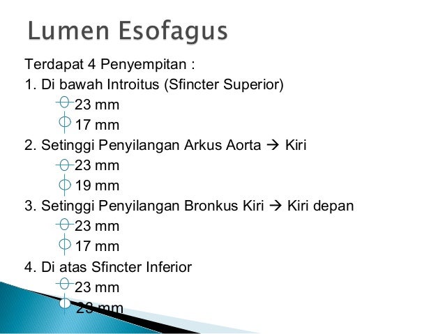 6. esofagus