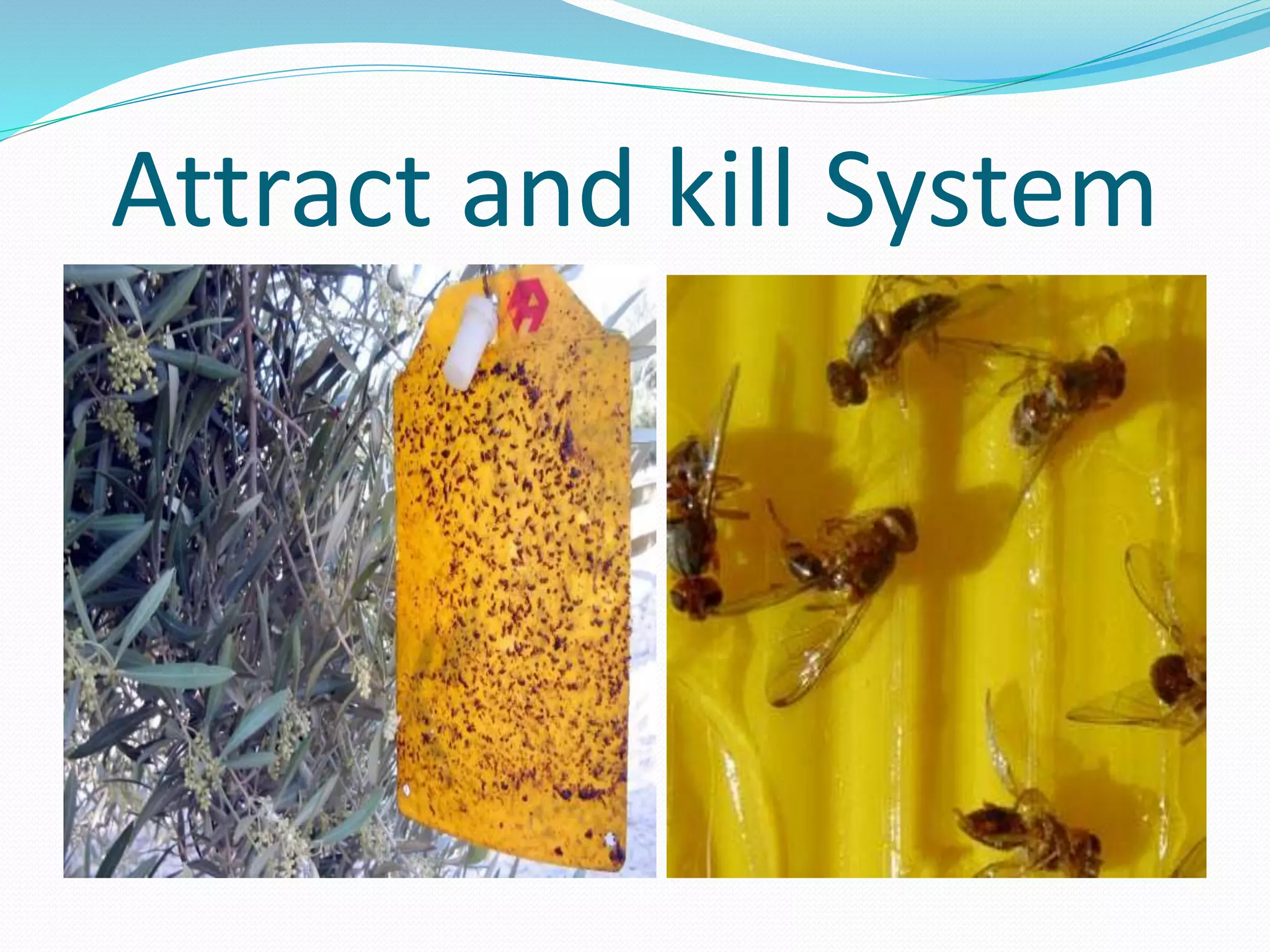 Behavioral Control | PPTX