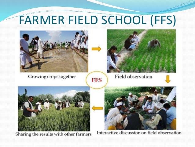 Farmer Field School