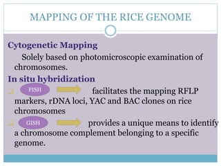 Cereals genomics and protiomics | PPTX
