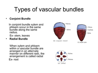 6. anatomy of flowering plants | PPT