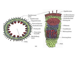 Hypodermis In Plants