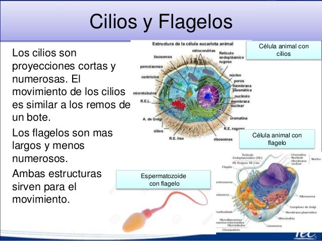 2.4 Estructura y Función celular