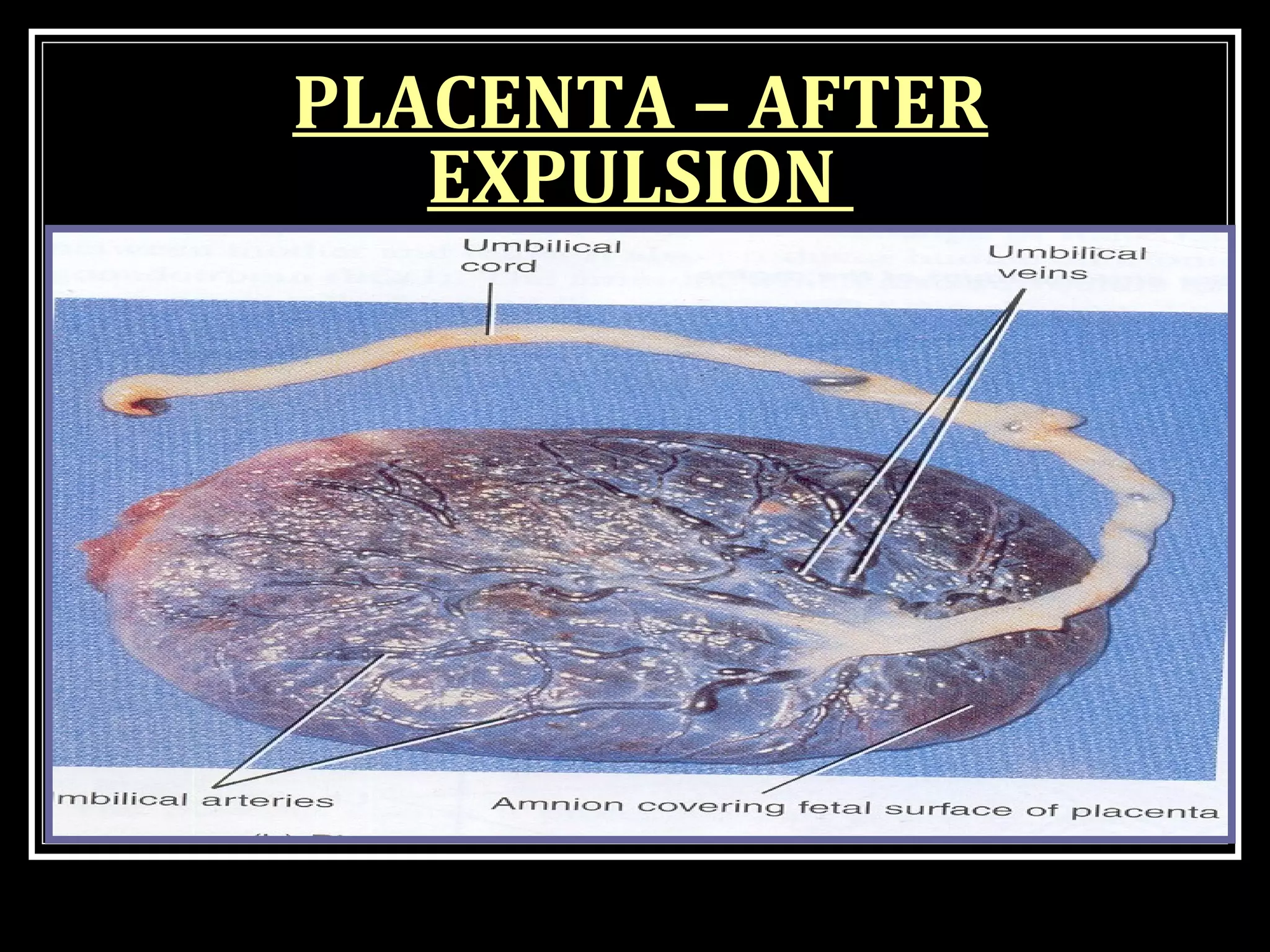 PLACENTA, PARTURITION AND LACTATION | PPT
