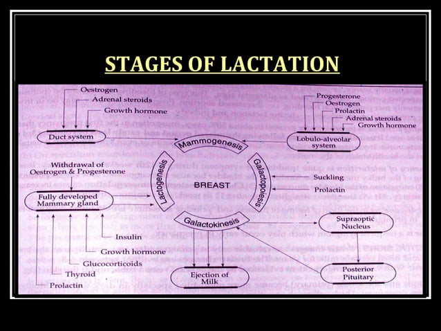PLACENTA, PARTURITION AND LACTATION | PPT | Pregnancy | Reproductive Health