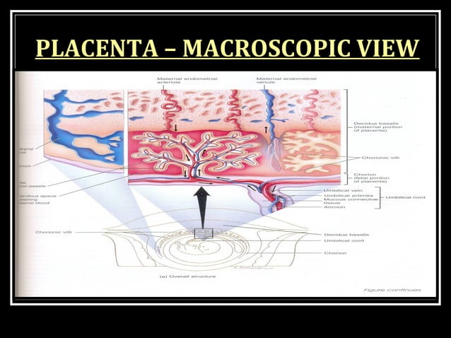 PLACENTA, PARTURITION AND LACTATION | PPT | Pregnancy | Reproductive Health