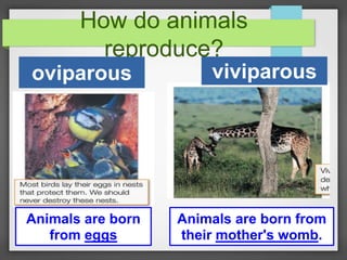 TYPES OF ANIMALS | PPTX