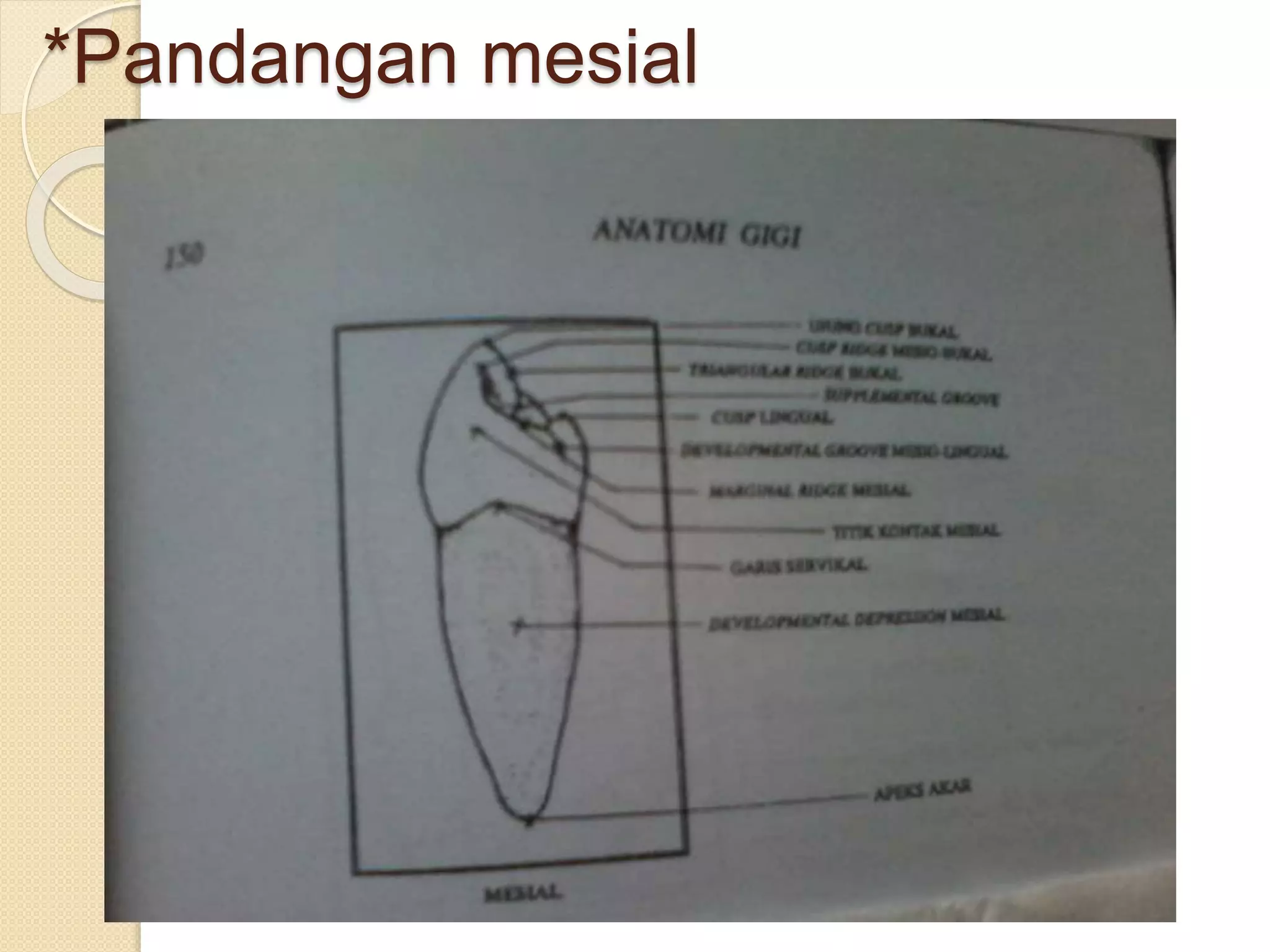 6. anatomi gigi premolar 1 & 2 bawah | PPTX