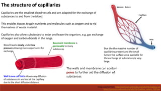 6.2 bloodflow | PPT