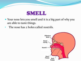 6. five senses | PPT