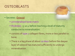 6. alveolar bone in health part b dr-ibrahim_shaikh | PPTX