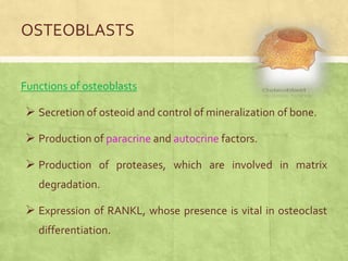 6. alveolar bone in health part b dr-ibrahim_shaikh | PPT