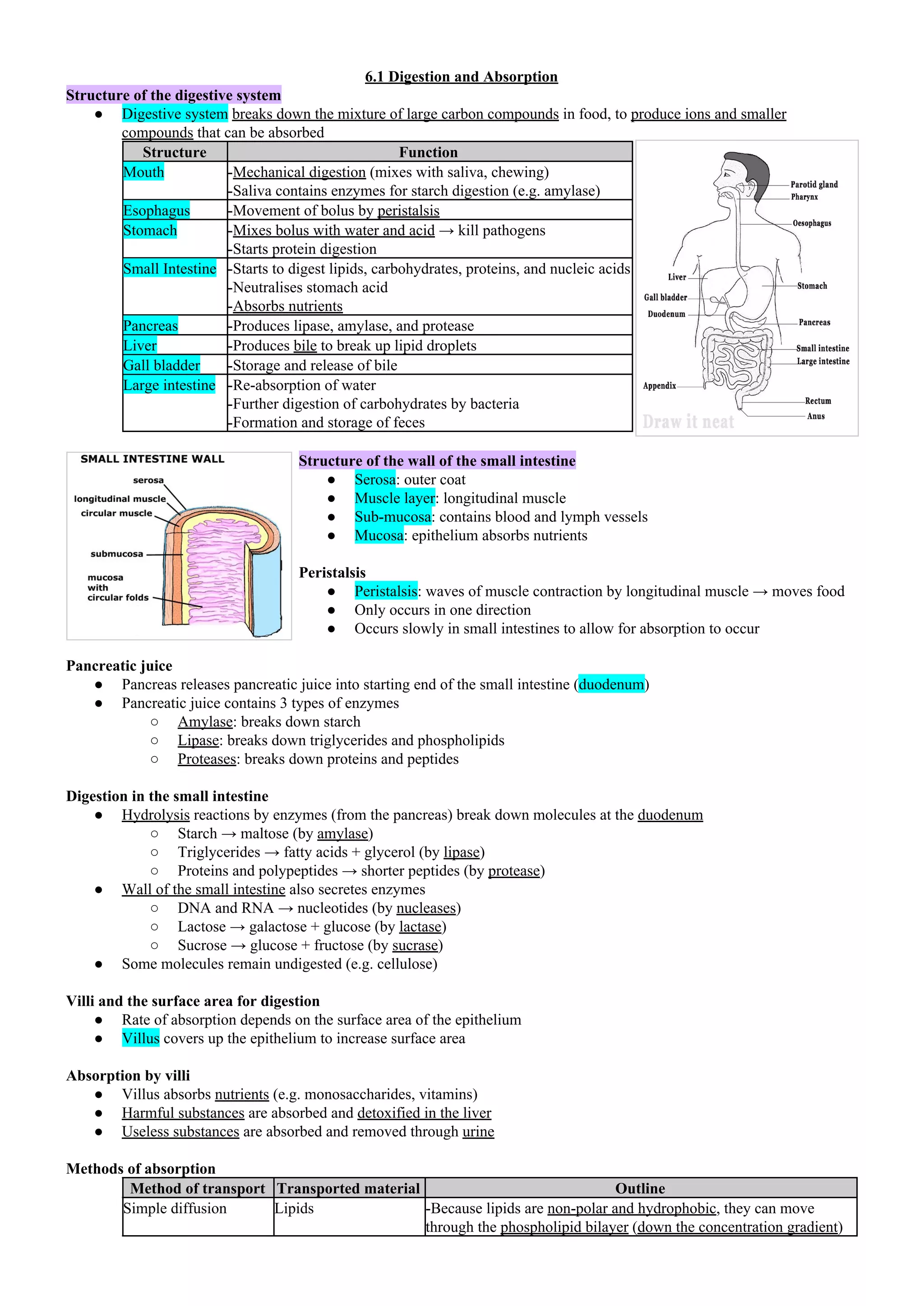 6.1-6.6 Human Physiology Notes | PDF