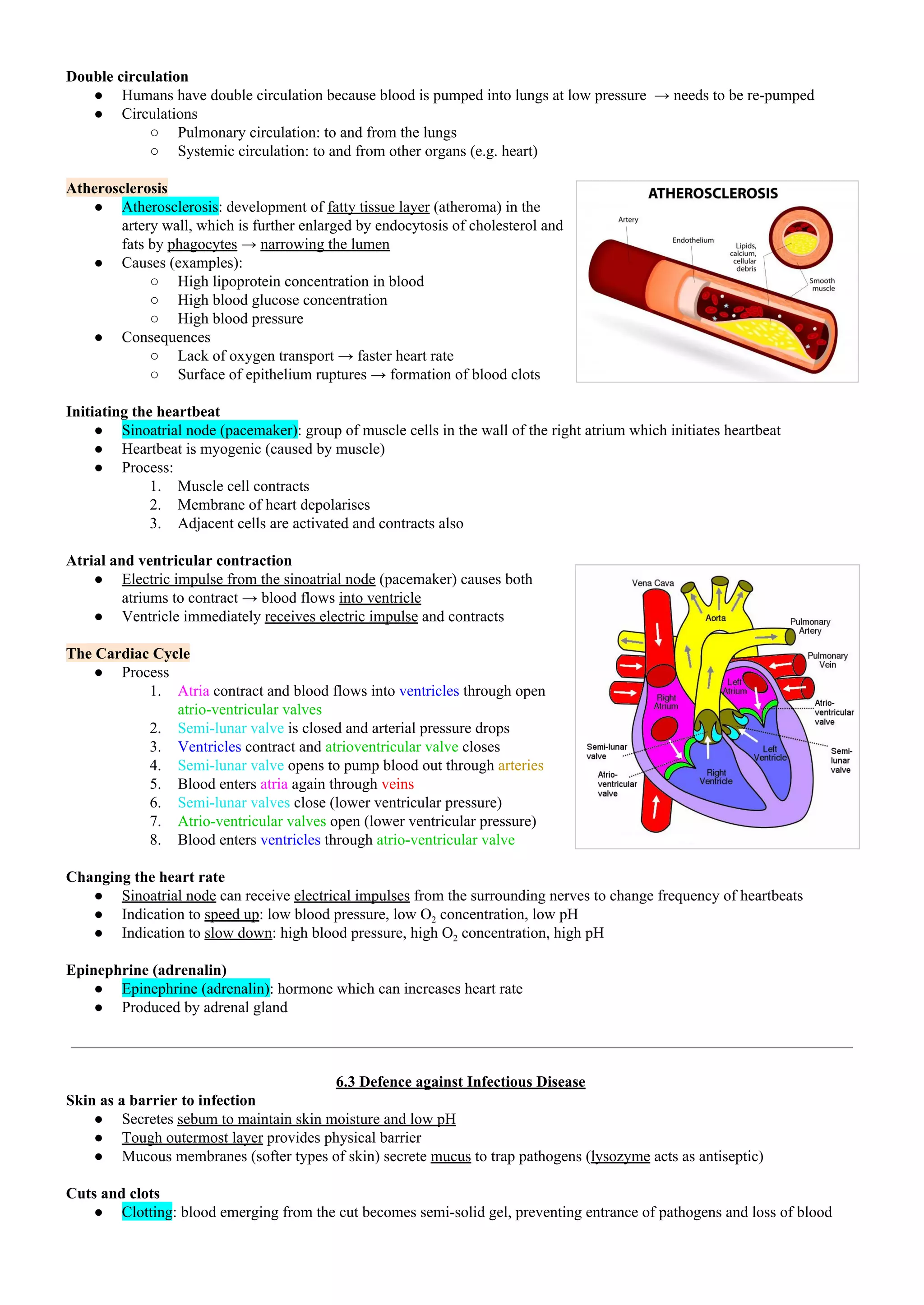 6.1-6.6 Human Physiology Notes | PDF
