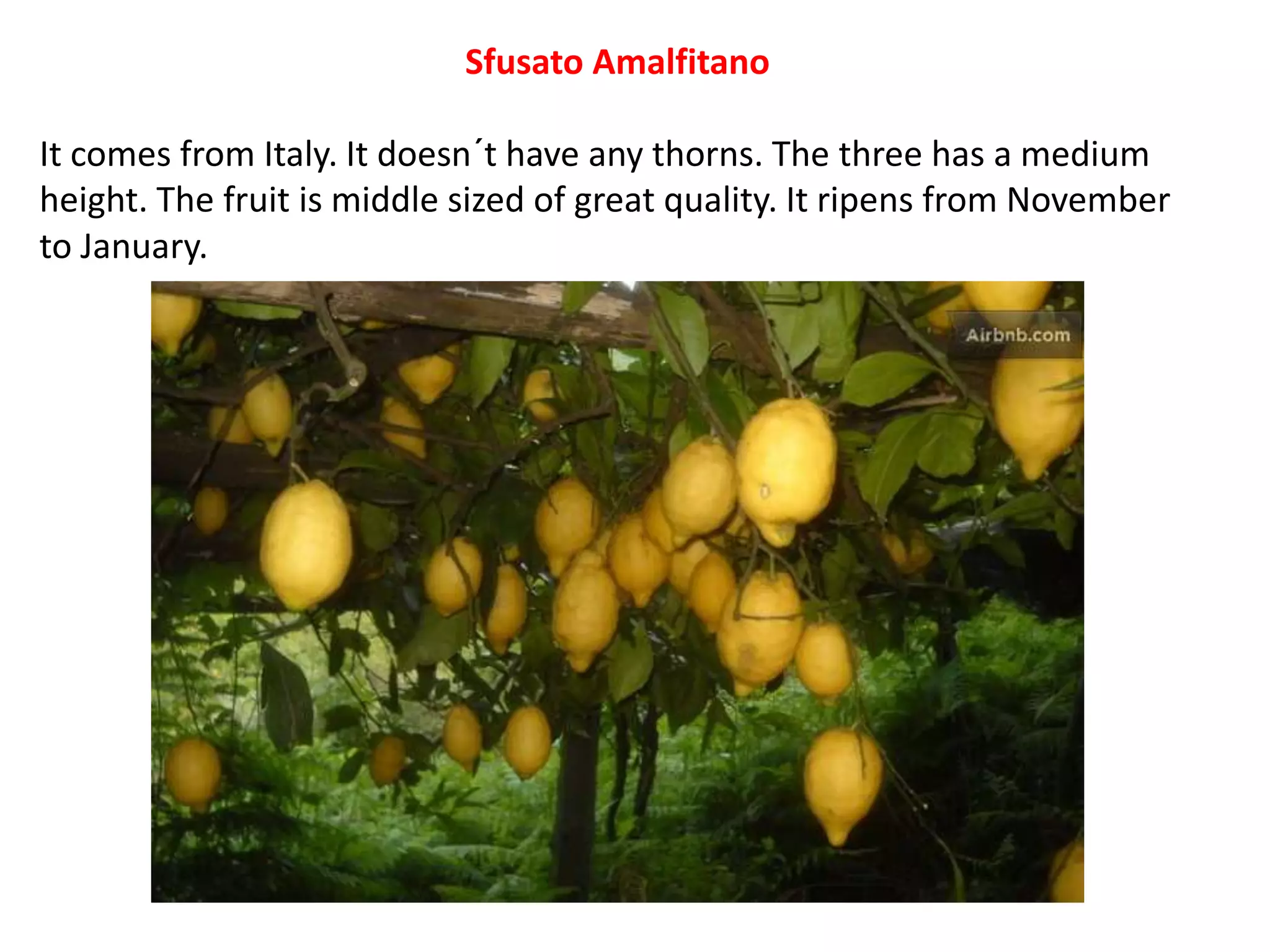 History of lemon, variaties, taste and aroma | PPTX