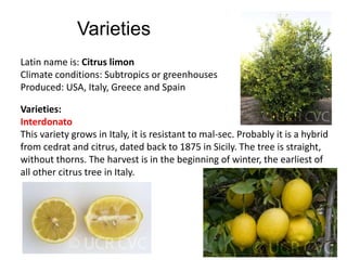 History of lemon, variaties, taste and aroma | PPT