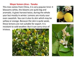 History of lemon, variaties, taste and aroma | PPT