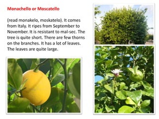 History of lemon, variaties, taste and aroma | PPT