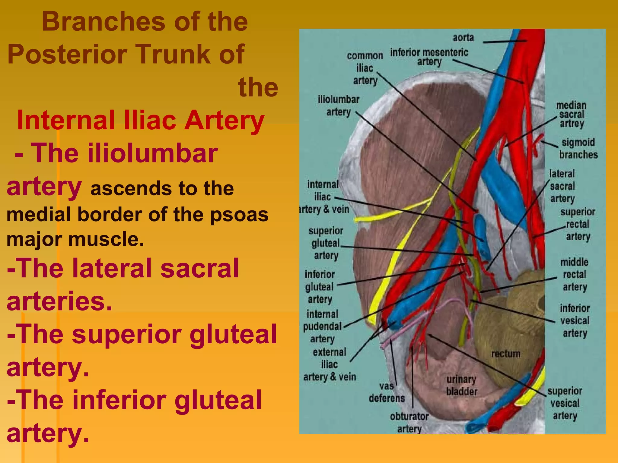 Anatomy of Blood vessels of abdomen pelvic cavities. Portacaval ...