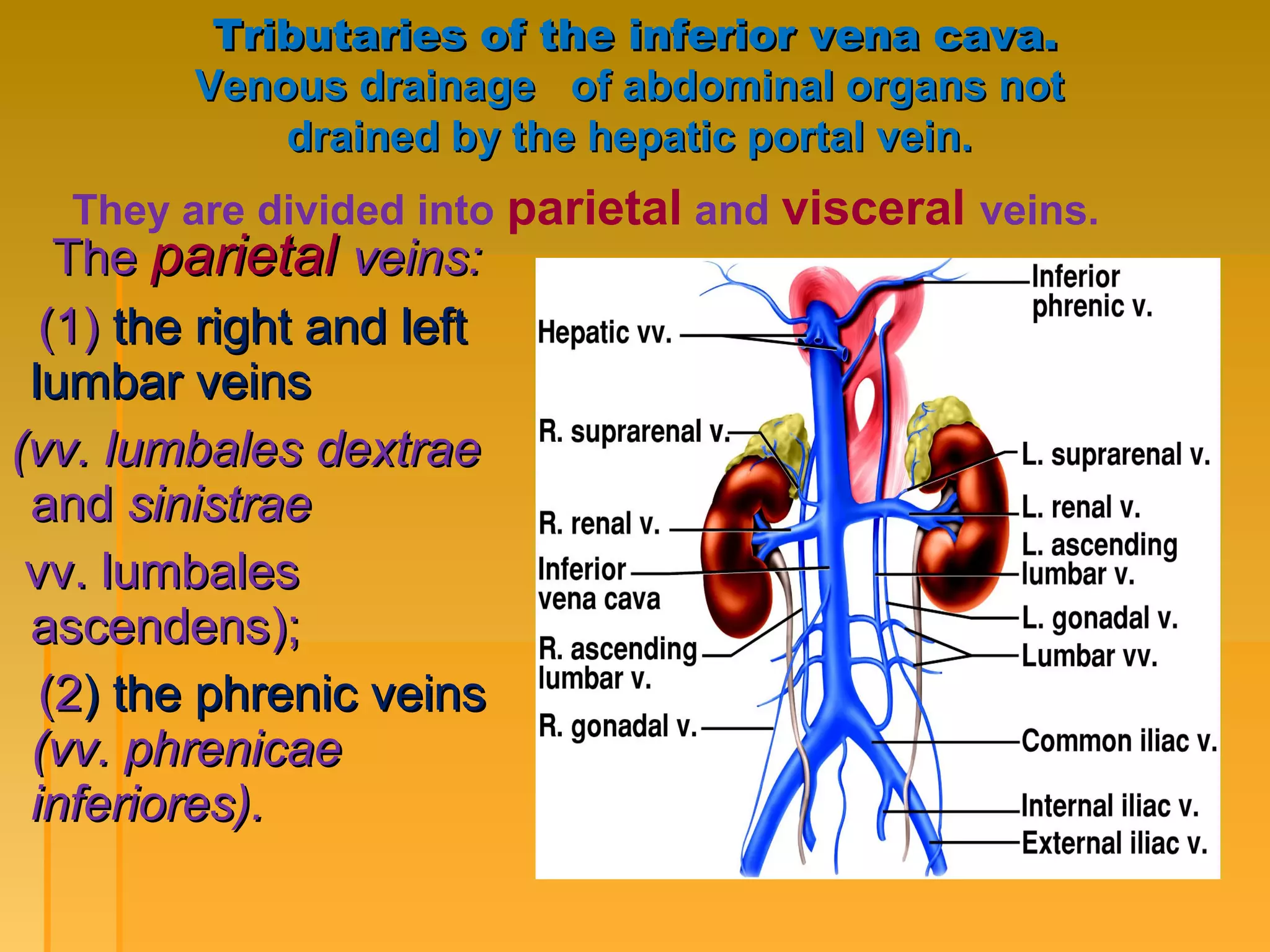 Anatomy of Blood vessels of abdomen pelvic cavities. Portacaval ...